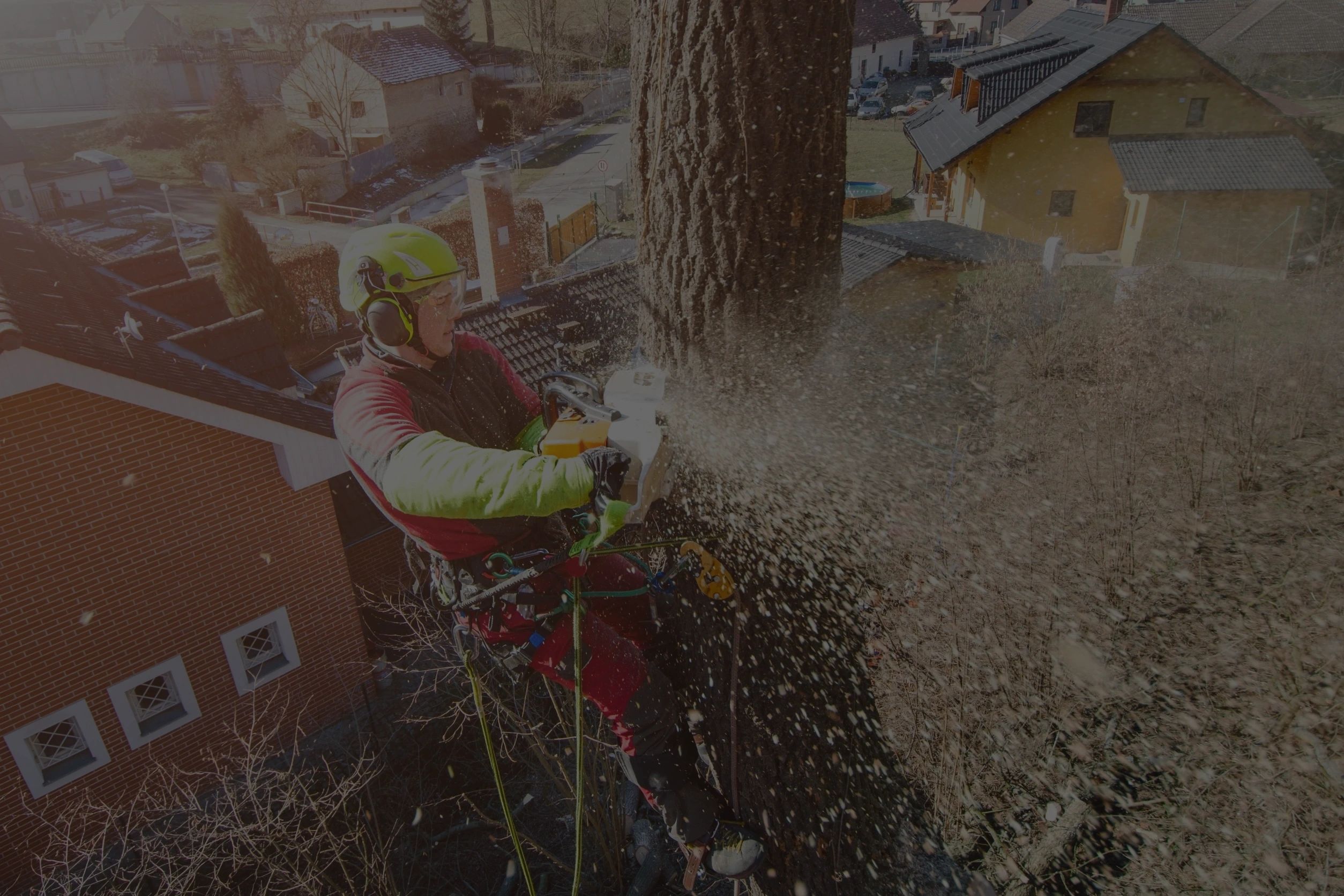 Professional Tree Services in Your Area