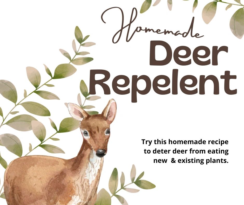Protect Your Garden with Homemade Deer Repellent