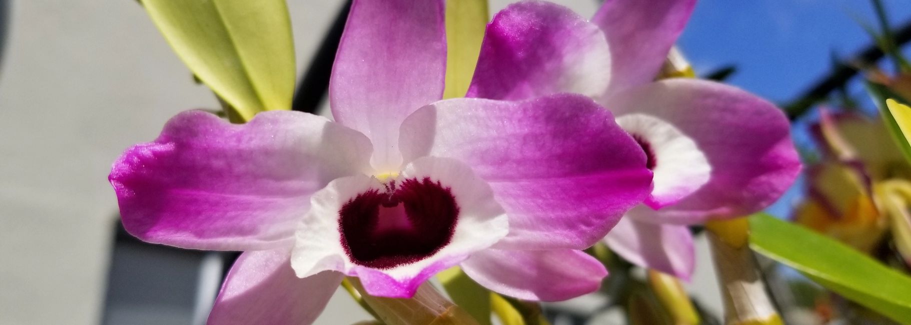 Dendrobium - Soft Canes | Dendrobiumspecies