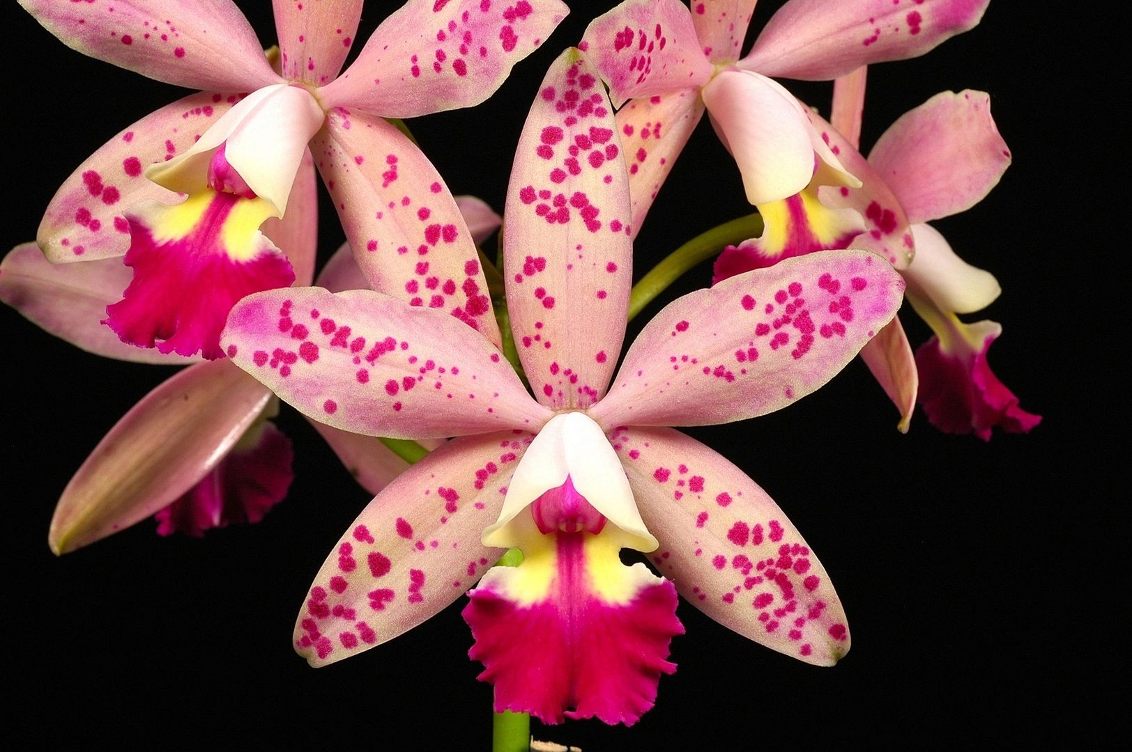 Memphis Orchid Society