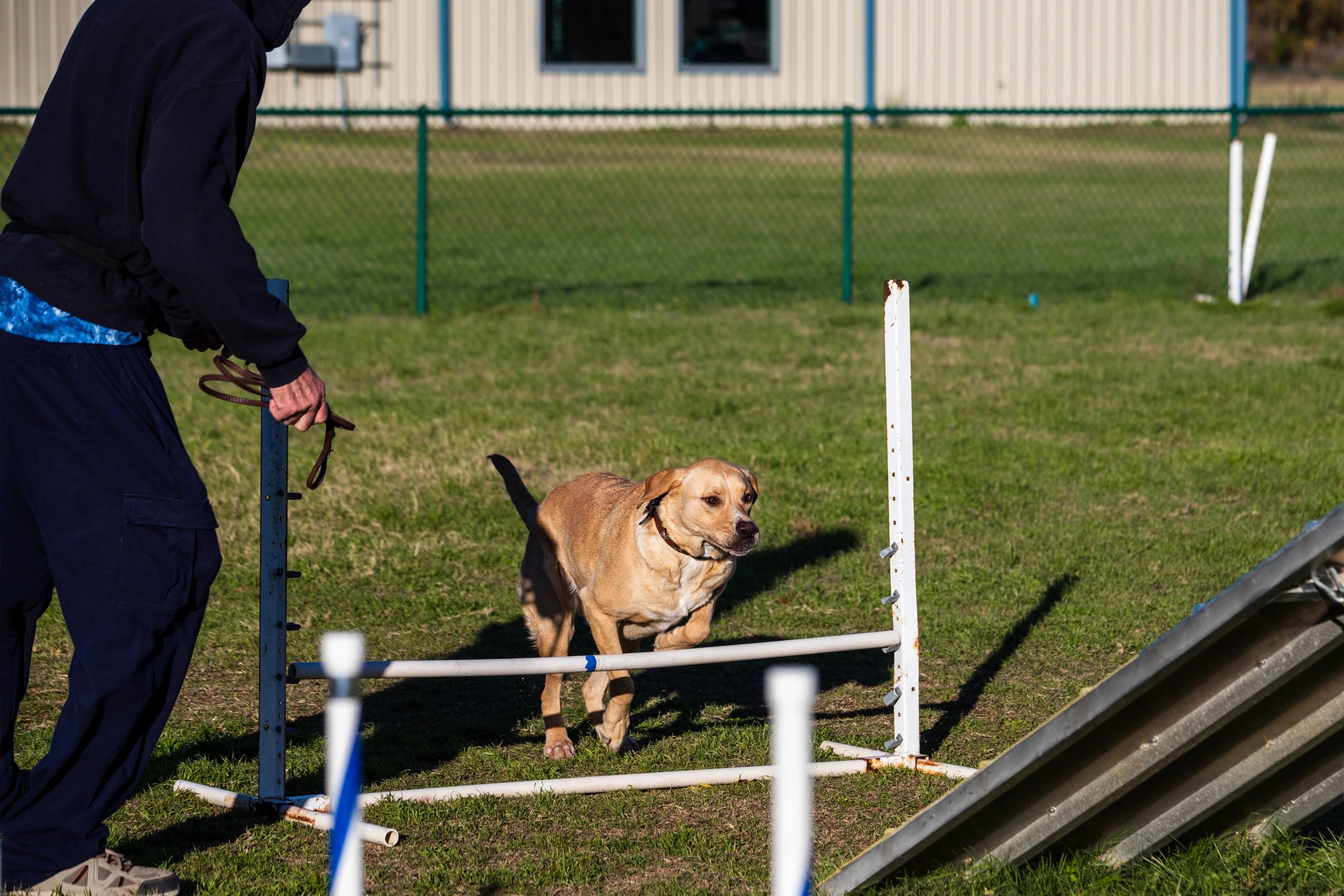 Professional Dog Trainer Services