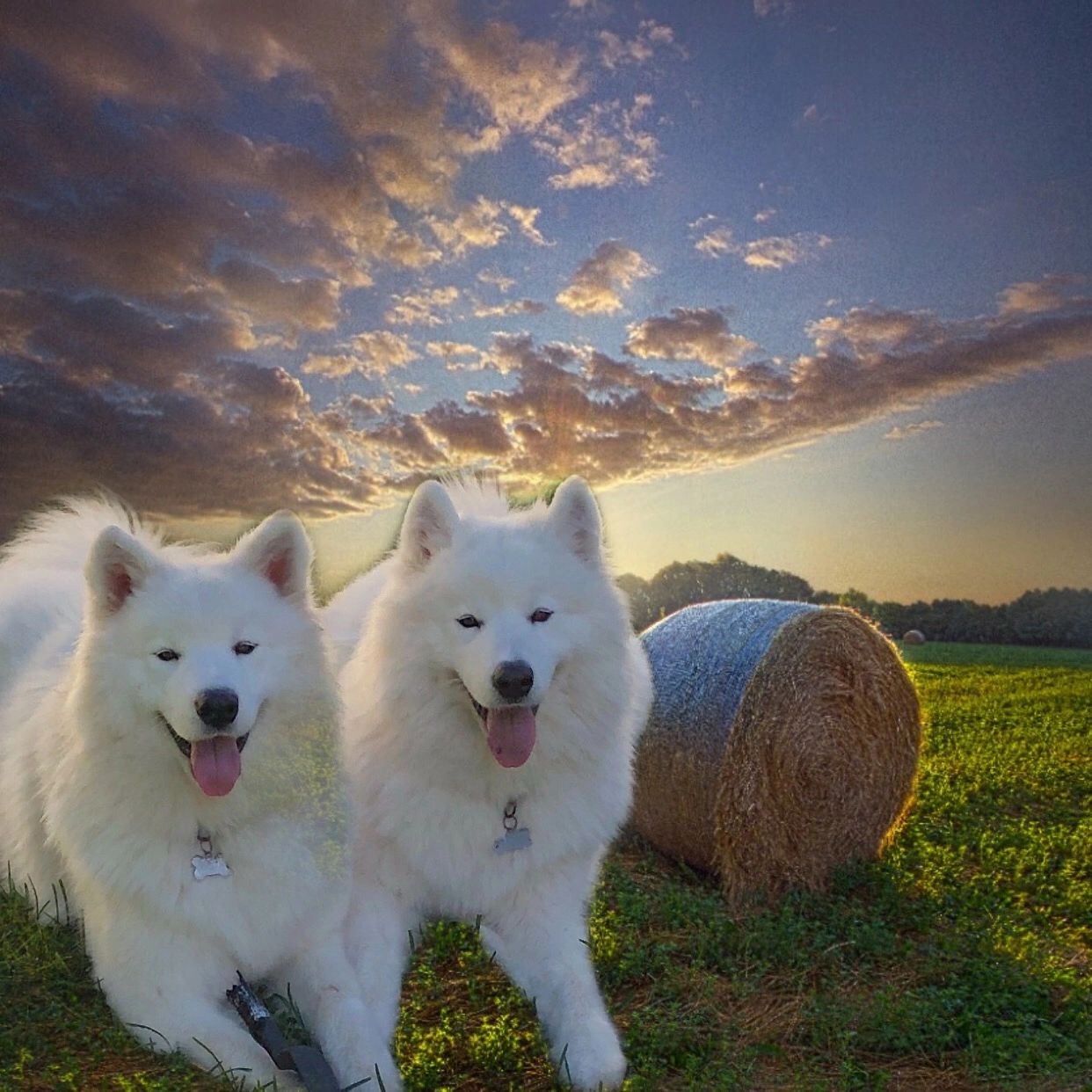 Whitecotton Samoyeds