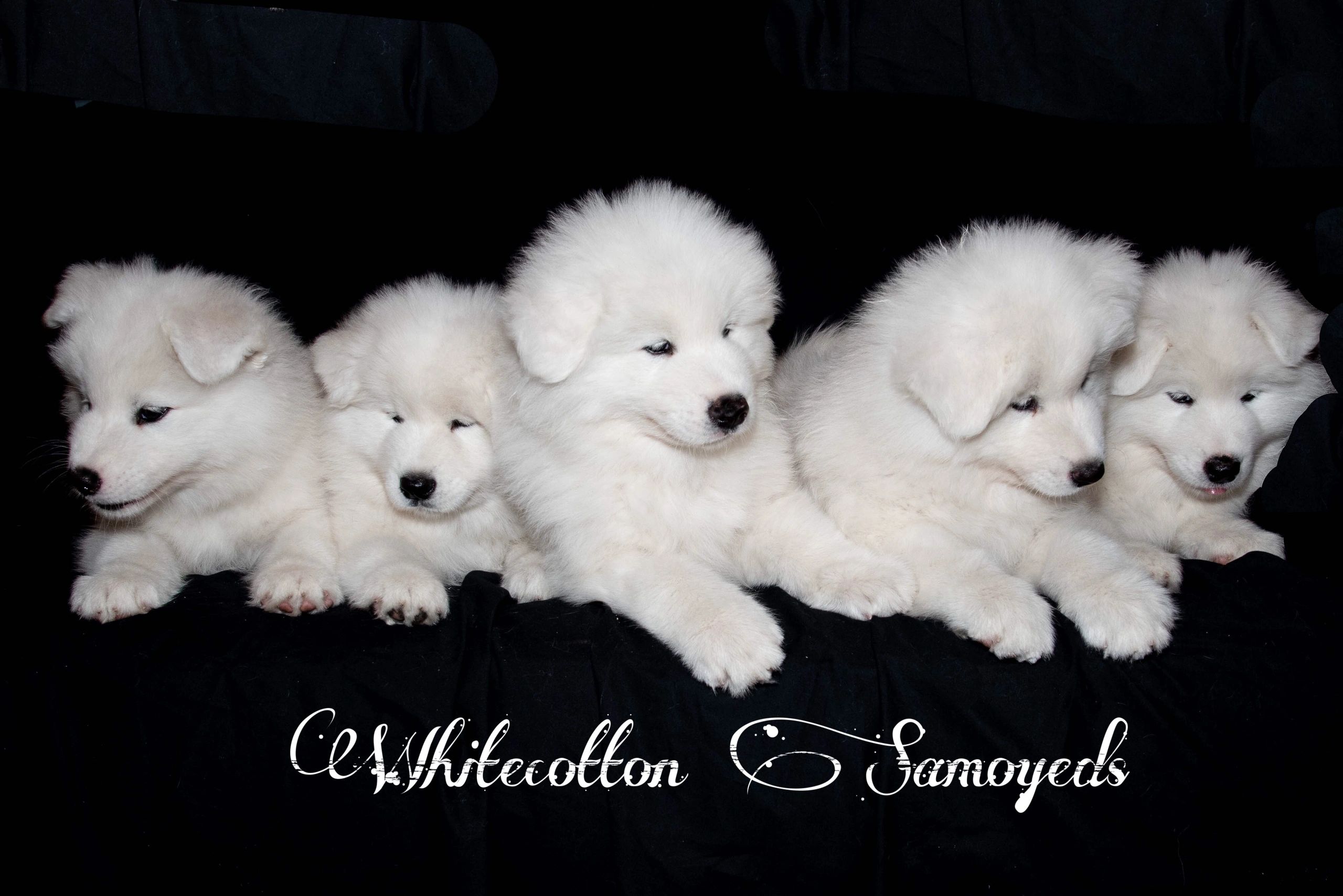 Whitecotton Samoyeds