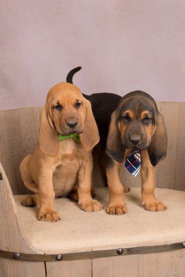 Blue Collar Kennelz - Bloodhounds, American Bullies