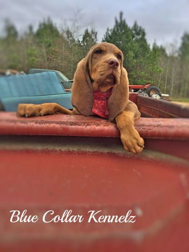Blue Collar Kennelz - Bloodhounds, American Bullies