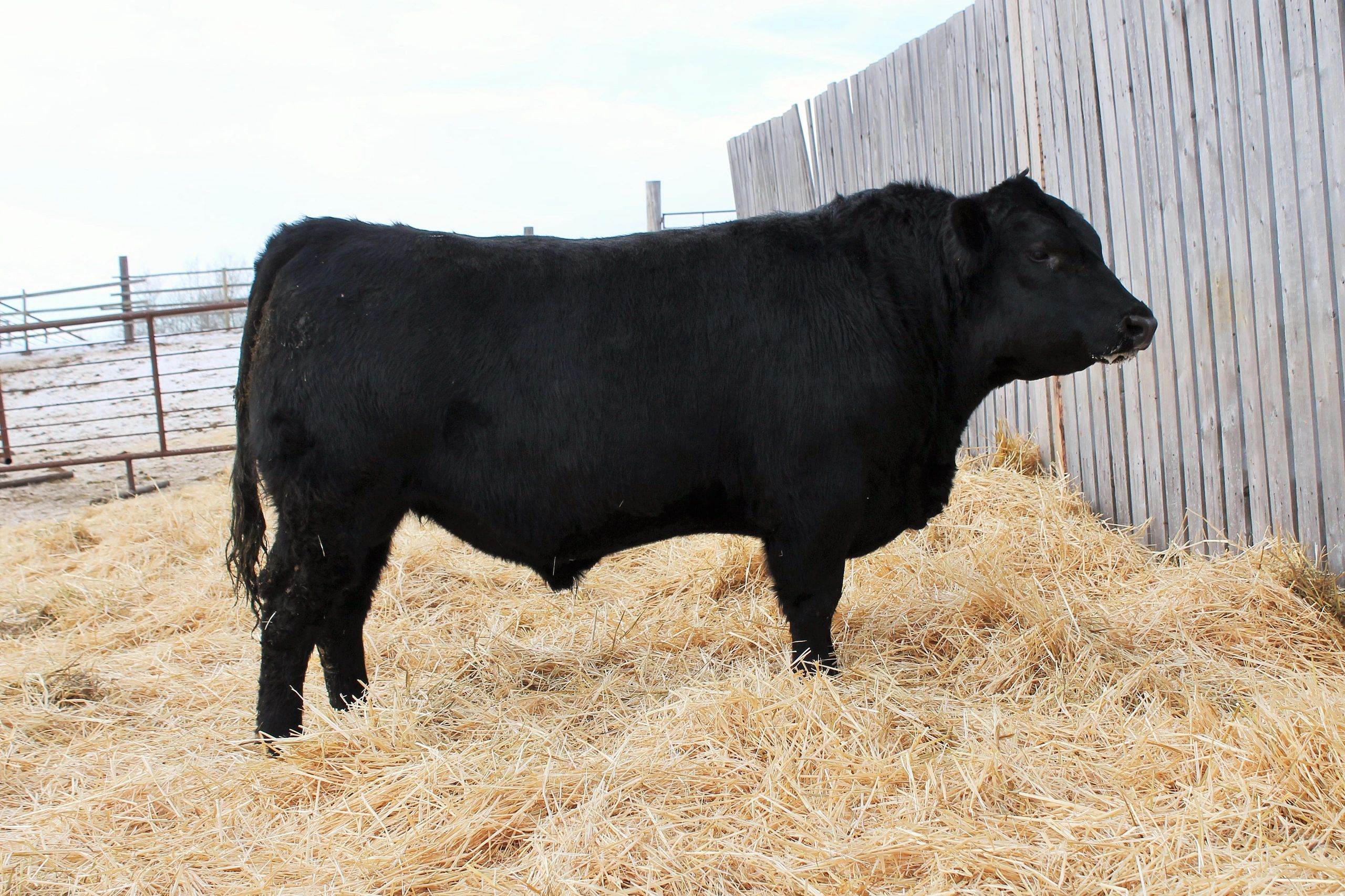 Purebred Angus Cattle - Rnrflicek Angus