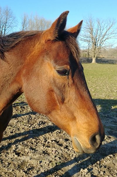 Our Horses continued | HART Equine Therapy Center, Inc.