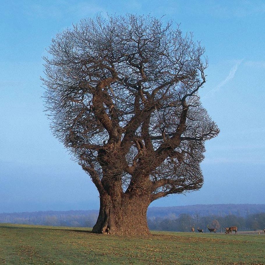 Expert Tree Removal Services | Top Notch Tree Service