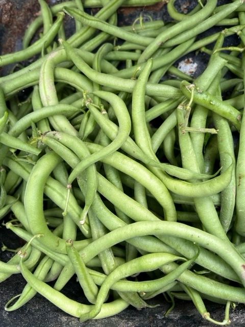 Beans - Calima – traditional green bean.