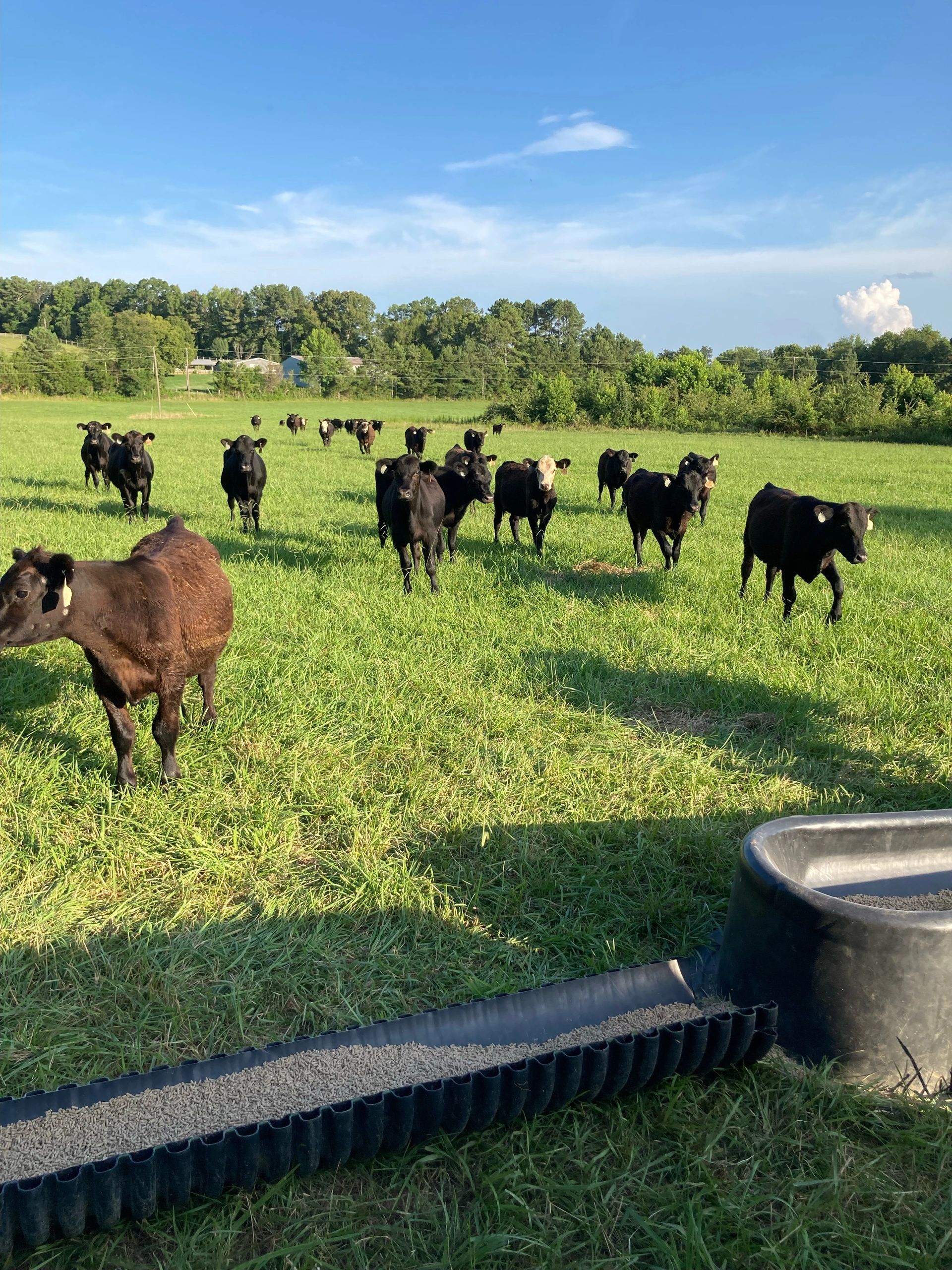C & J Hay and Cattle | Local Grass-Fed Beef