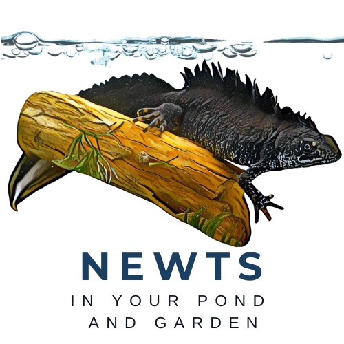 About us | Newts in Your Pond and Garden