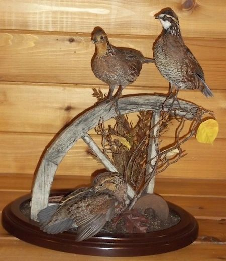 Bobwhite Quail With Wagon Wheel Setup | Item No. 1244