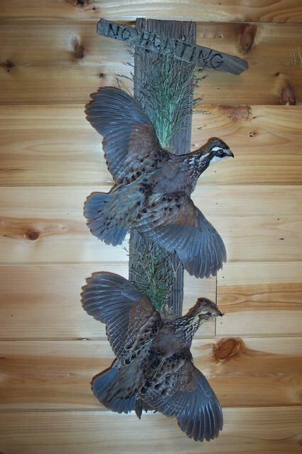 Flying Bobwhite Quail Pair | Item No. 1246
