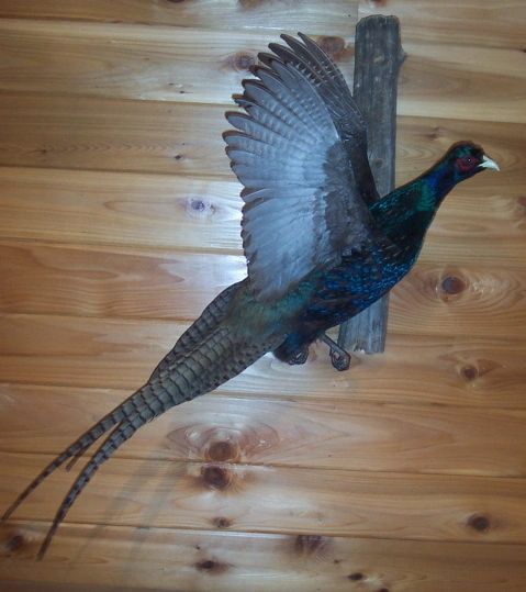 Melanistic Mutant Flying Right Wings Up