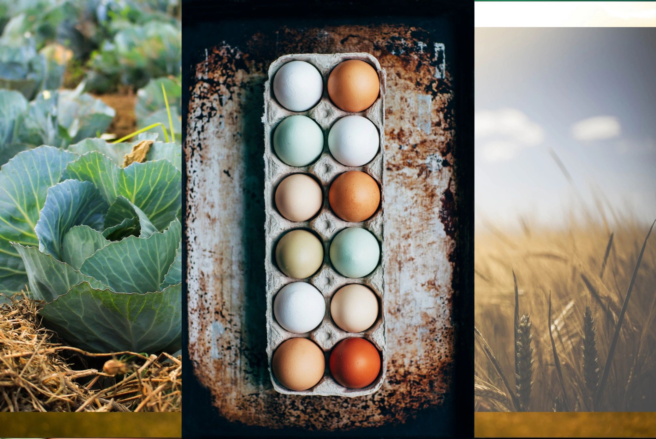 Bull Frog Manor Farm