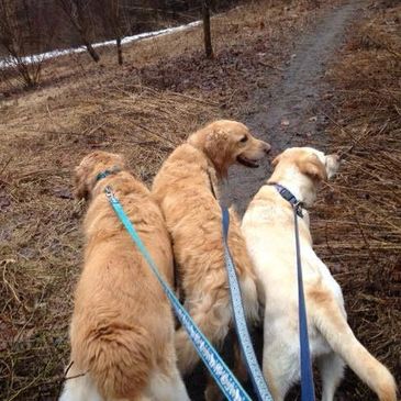 Grafton Dog Walking, Pet Sitting - You Lucky Doggy Grafton, MA