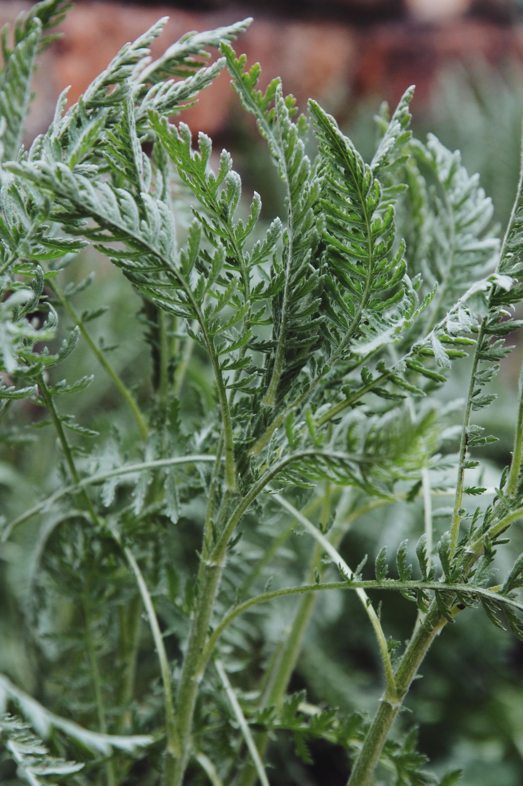 Plants & Stuff - Gardening, Landscaping