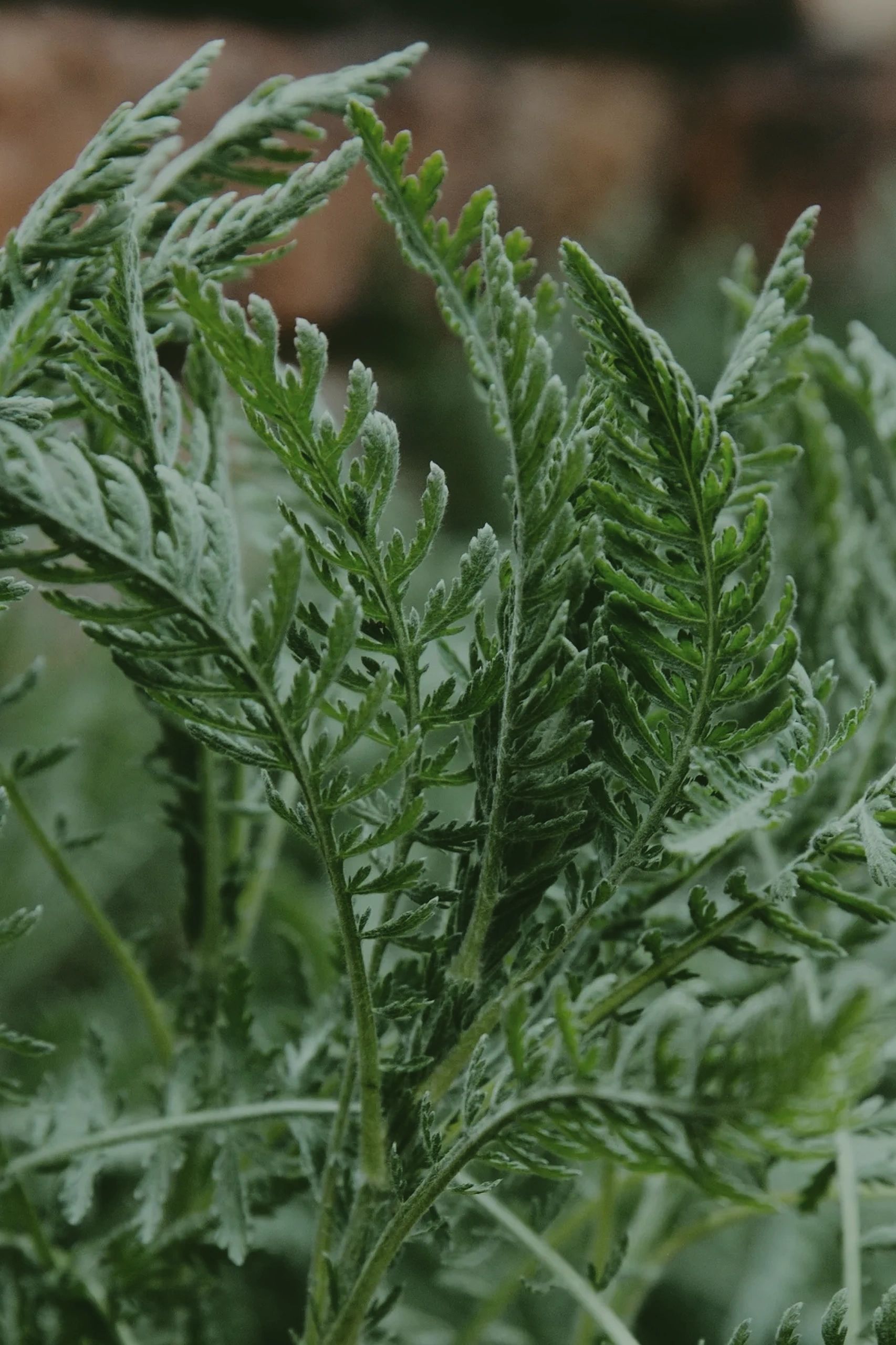 Plants & Stuff - Gardening, Landscaping