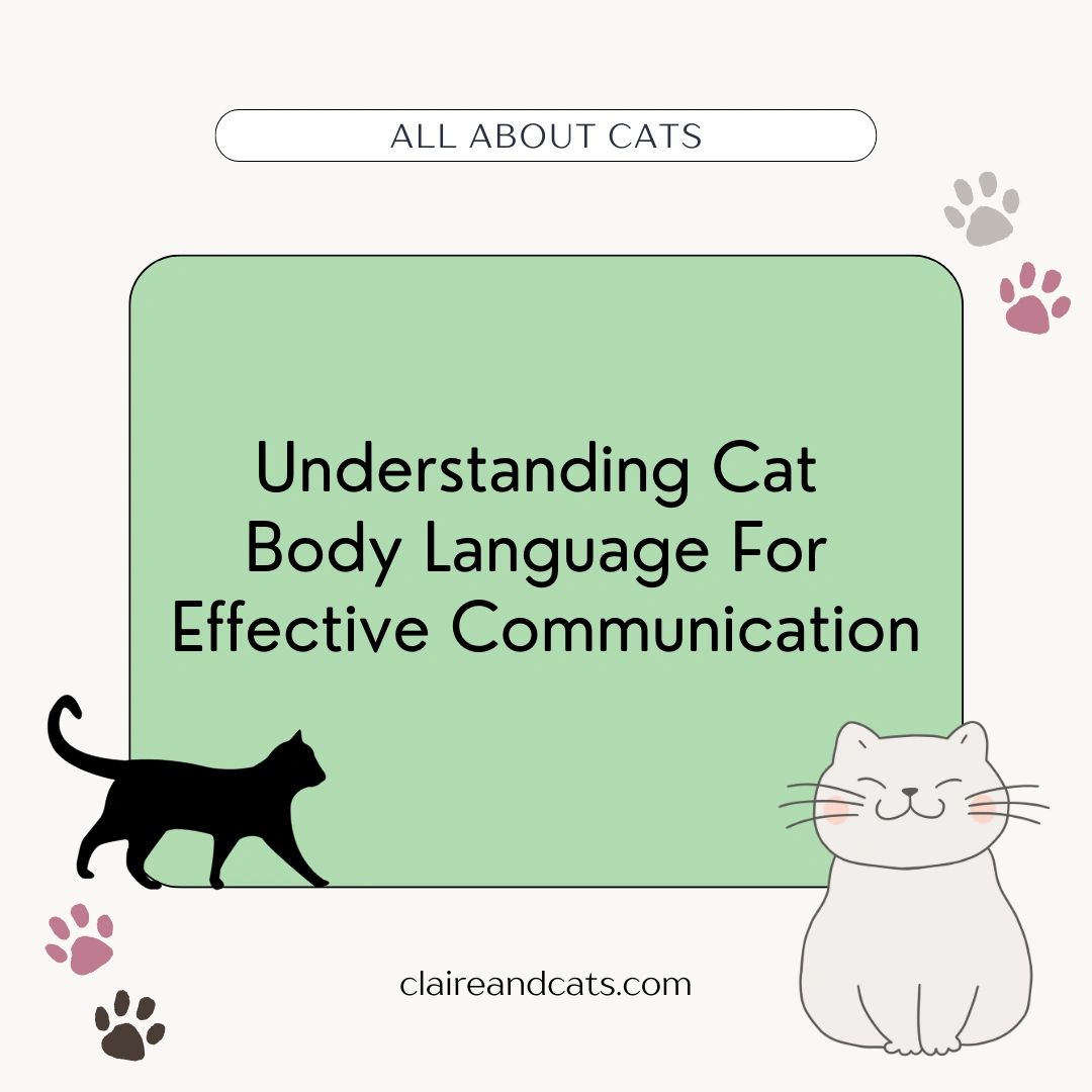 Understanding Cat Body Language For Effective Communication
