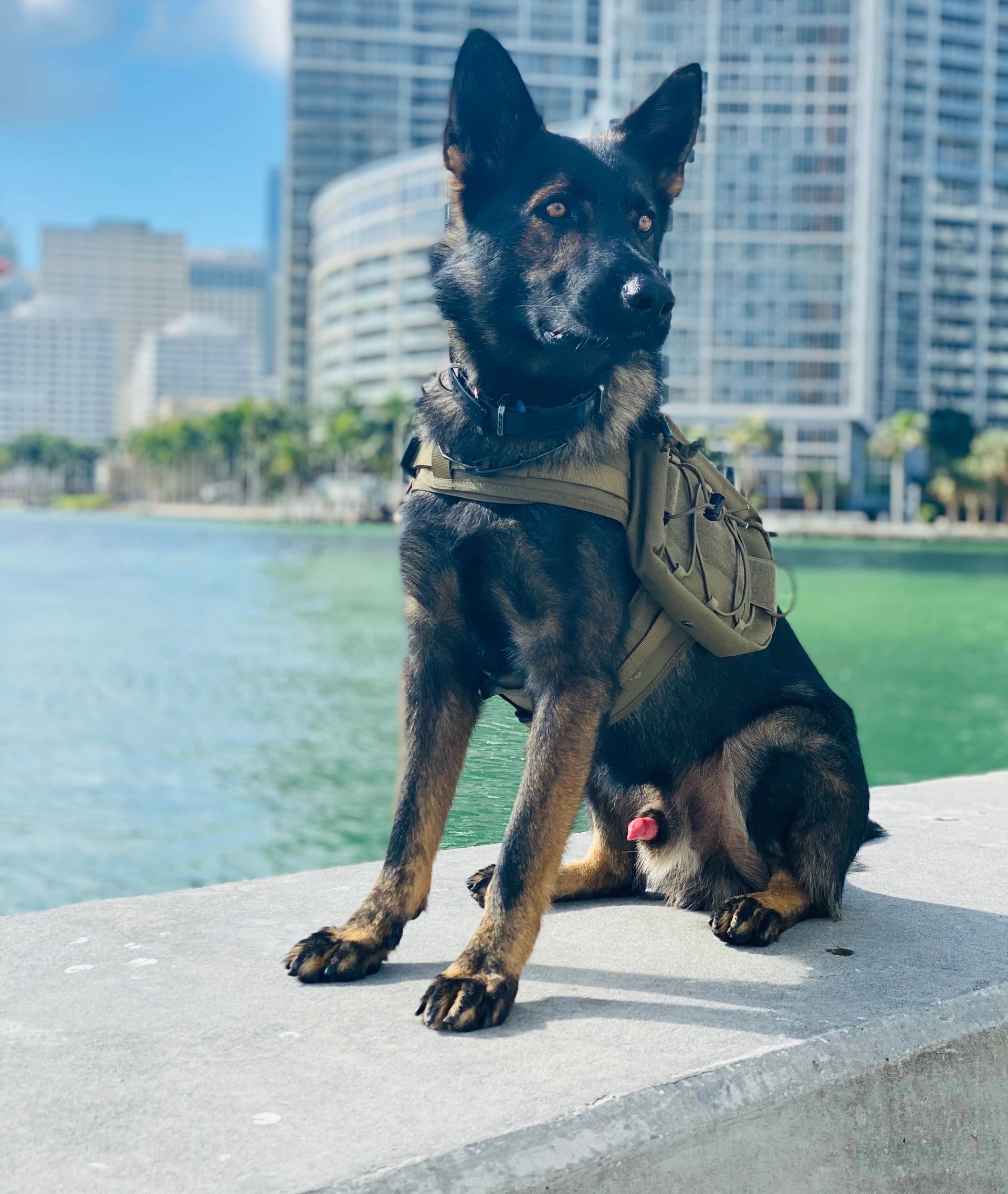 Are Protection Dogs Service Dogs