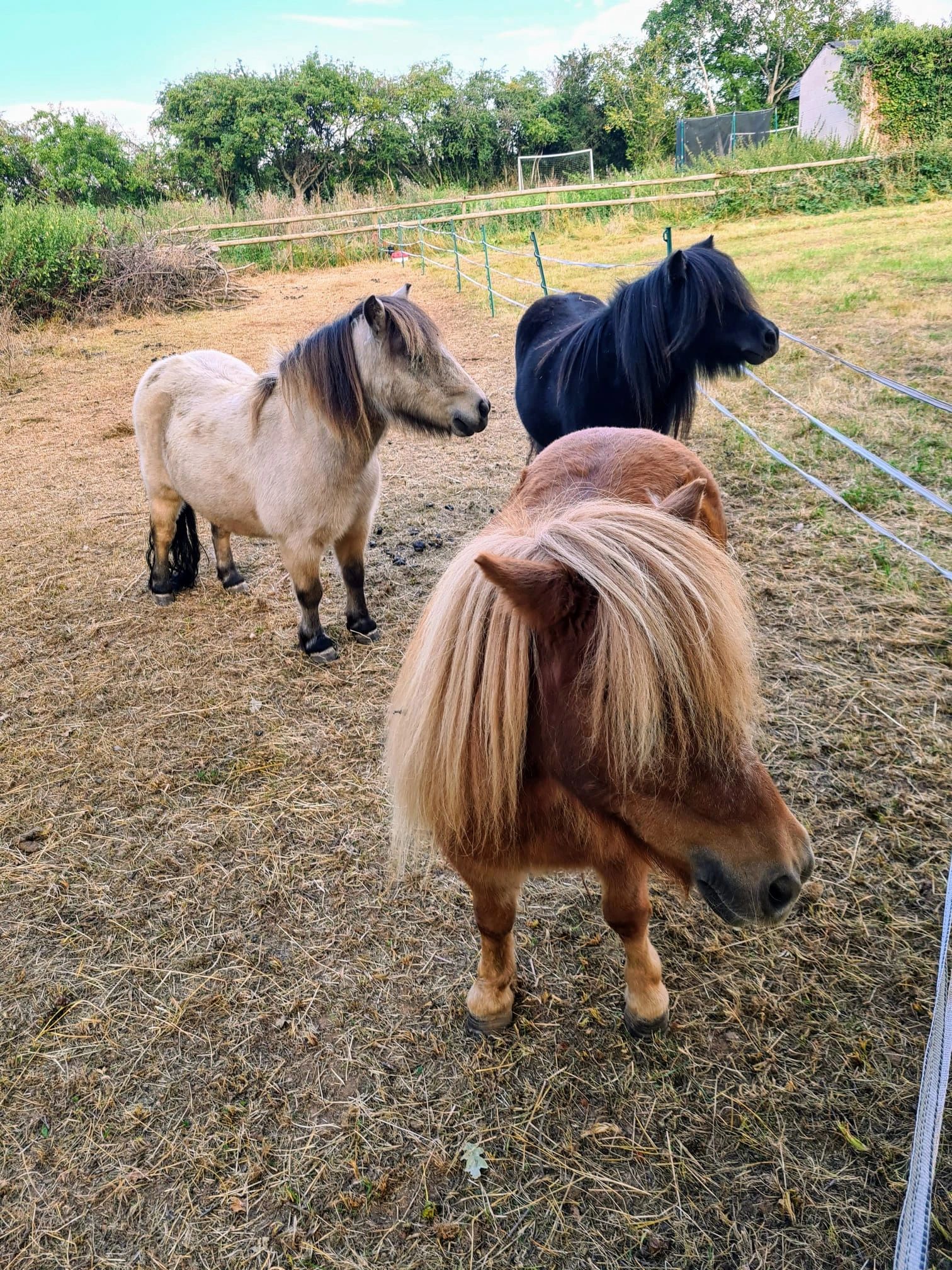 Alnewood Therapy Ponies - Therapy Ponies - Worcester, England