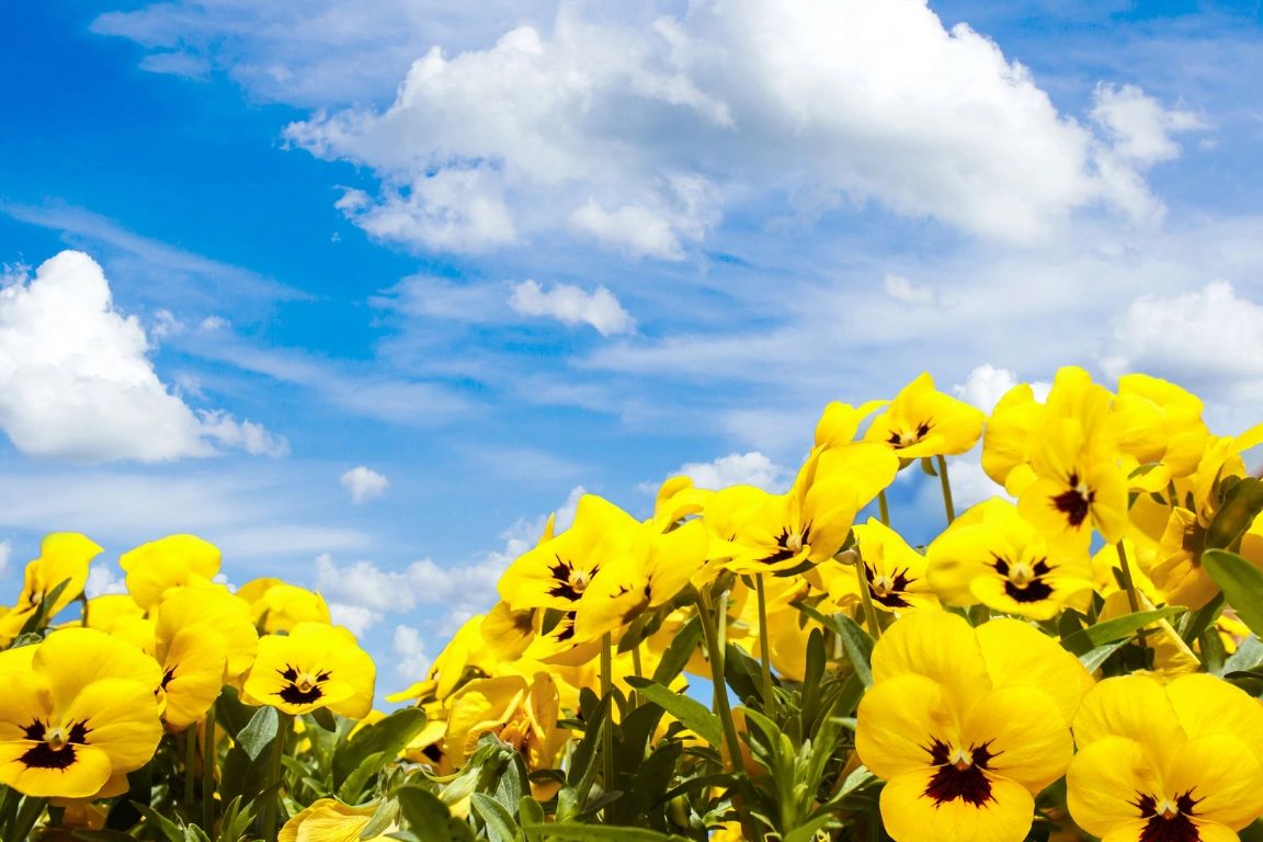 Bright Life Therapies - Home
