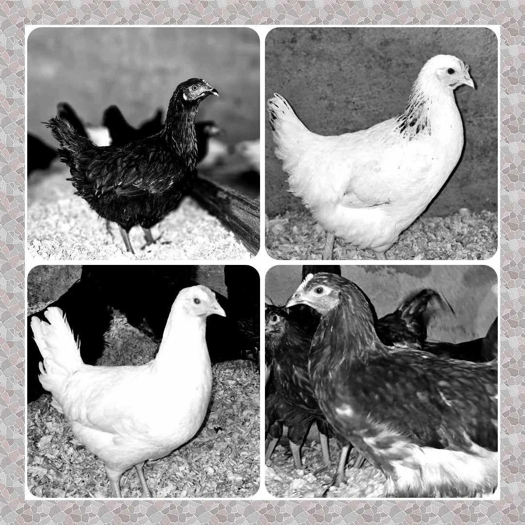 Poultry for Sale - Willow Farm Poultry point of lay