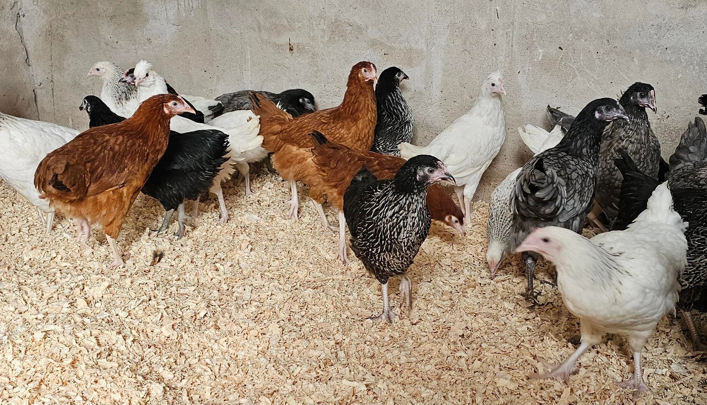 Poultry for Sale - Willow Farm Poultry point of lay