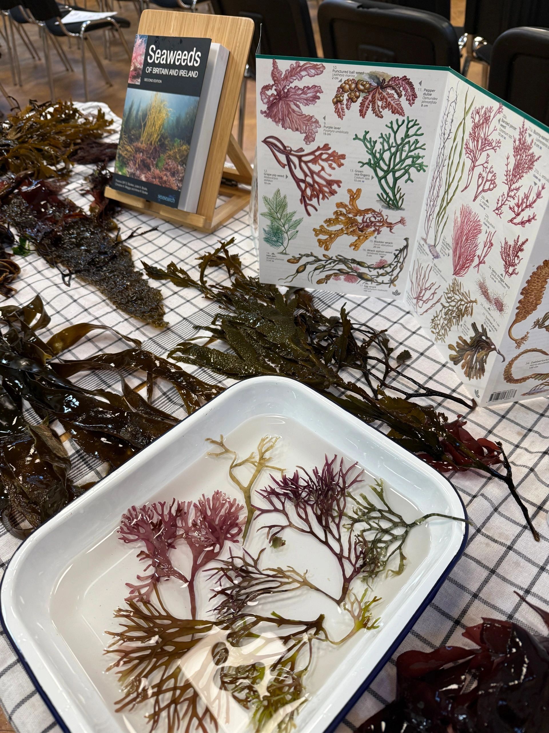 Discover Seaweed Pressing Workshops at Sidbury Seaweeds