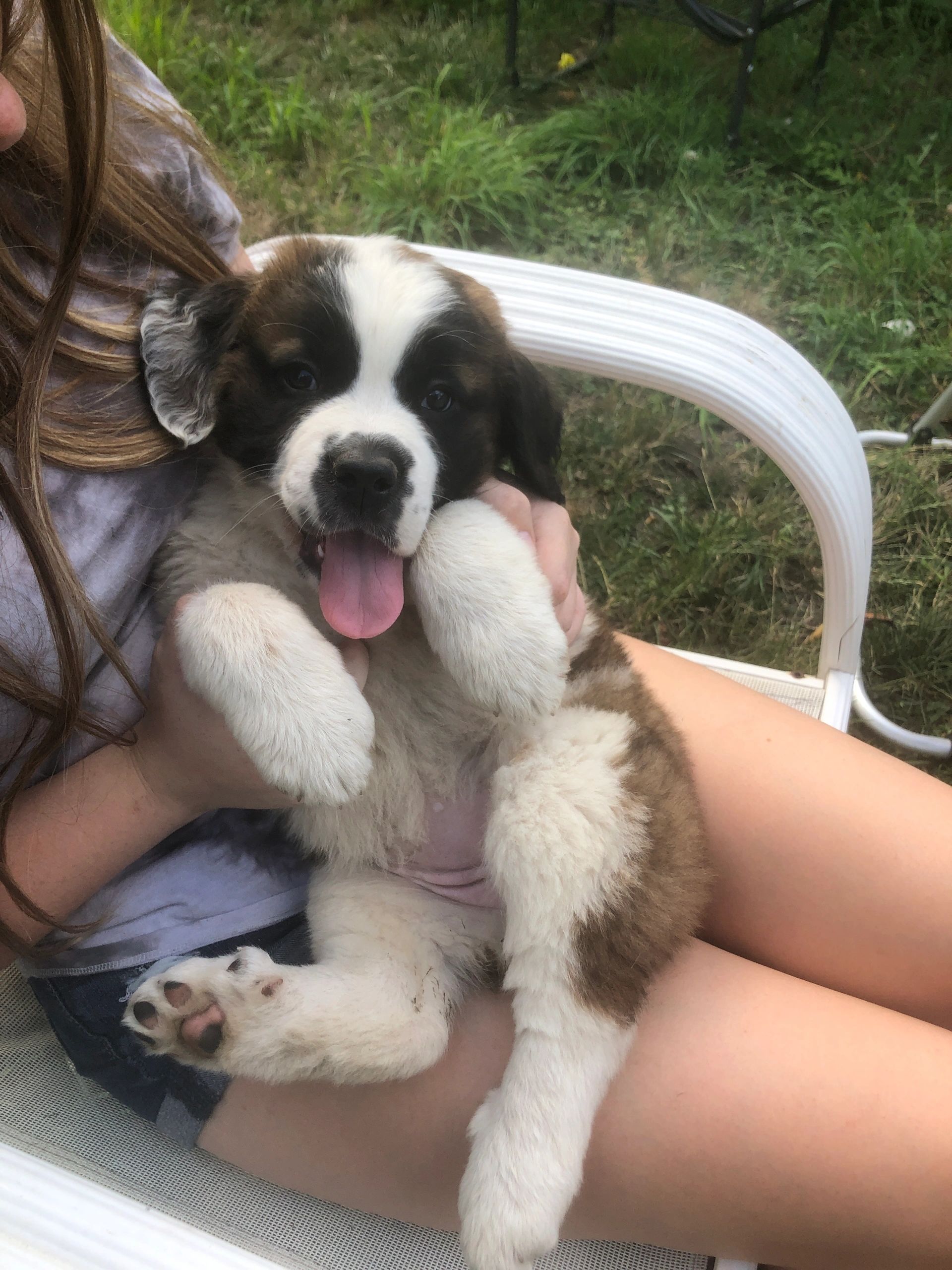 Saint Bernard Puppies