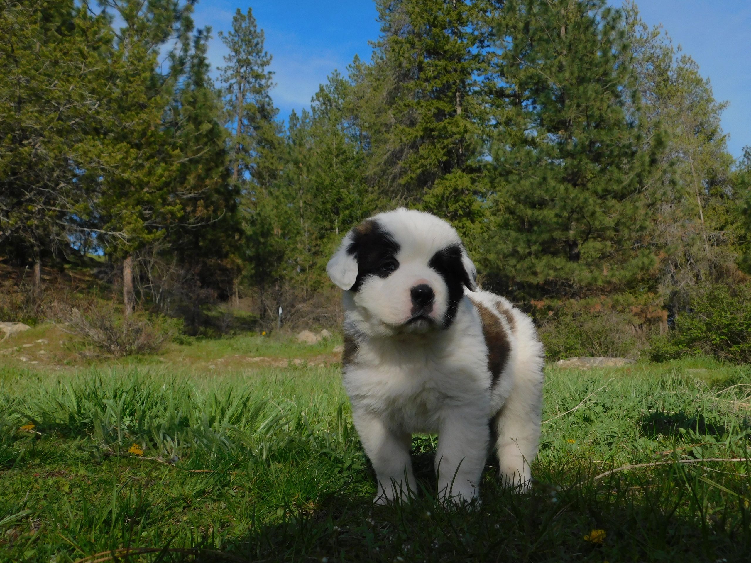 Pure Bred Saint Bernard Puppies - Big Dog Saint Bernards