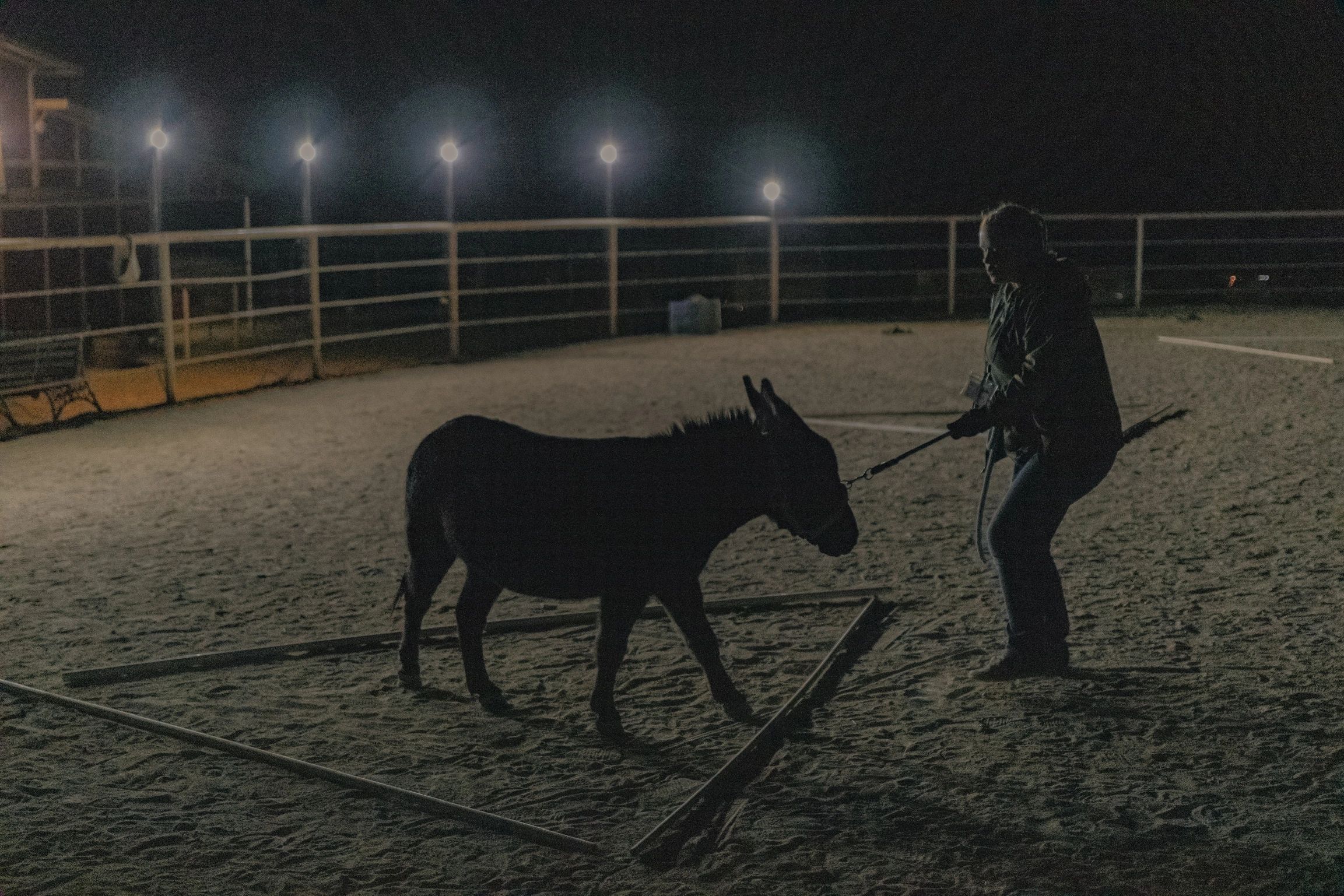 Equine Assisted Therapy