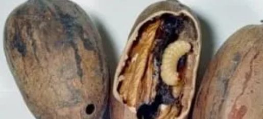 Zia Pecan Inc - Pecan, Pecan Buyer, Pecan Nuts