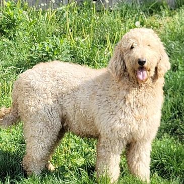 Our Labradoodle Dog Breeders & Puppies for Sale New York