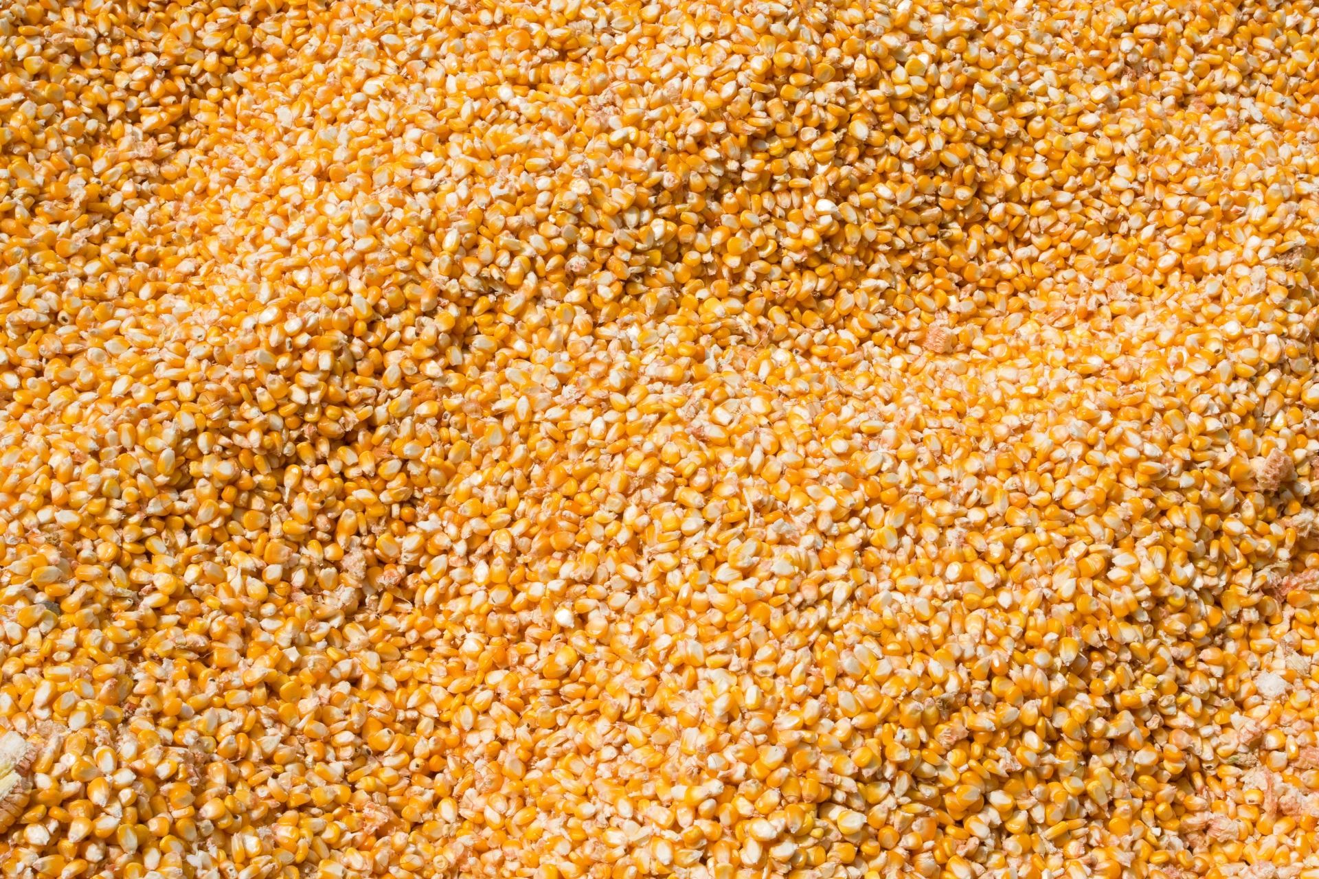 Cleaned Deer Corn, Cleaned Milo or Blended Mix; Bagged or Bulk