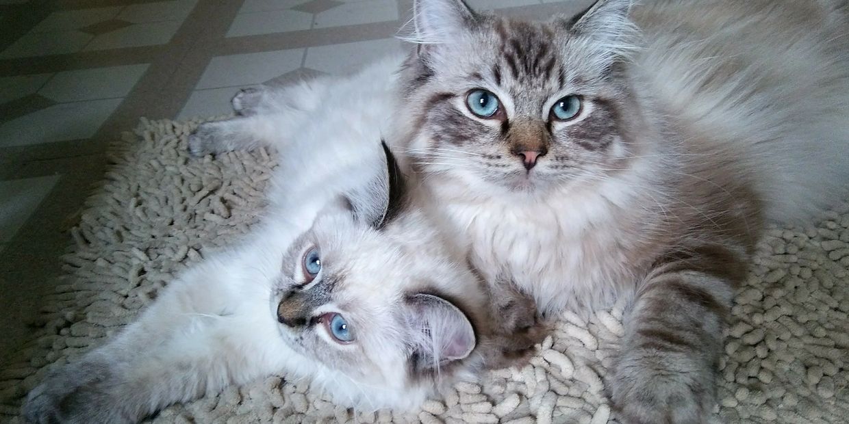 Castle Reign Ragdolls