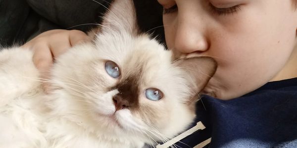 Castle Reign Ragdolls