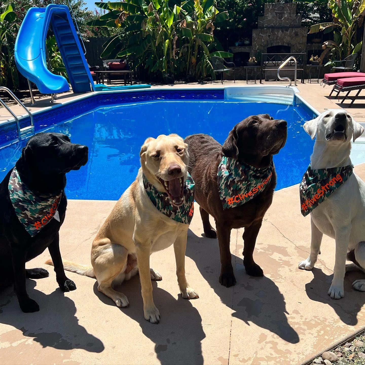 Life, love and pups - Lifestyle Blog, Labrador Retreivers