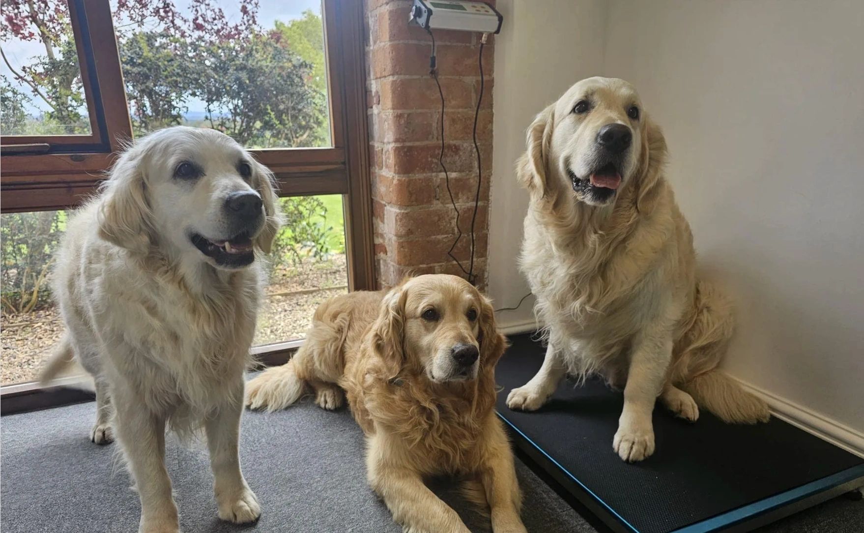 About us | Newgrange Vets