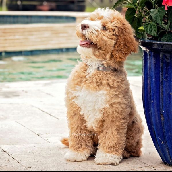 Adore Labradoodles