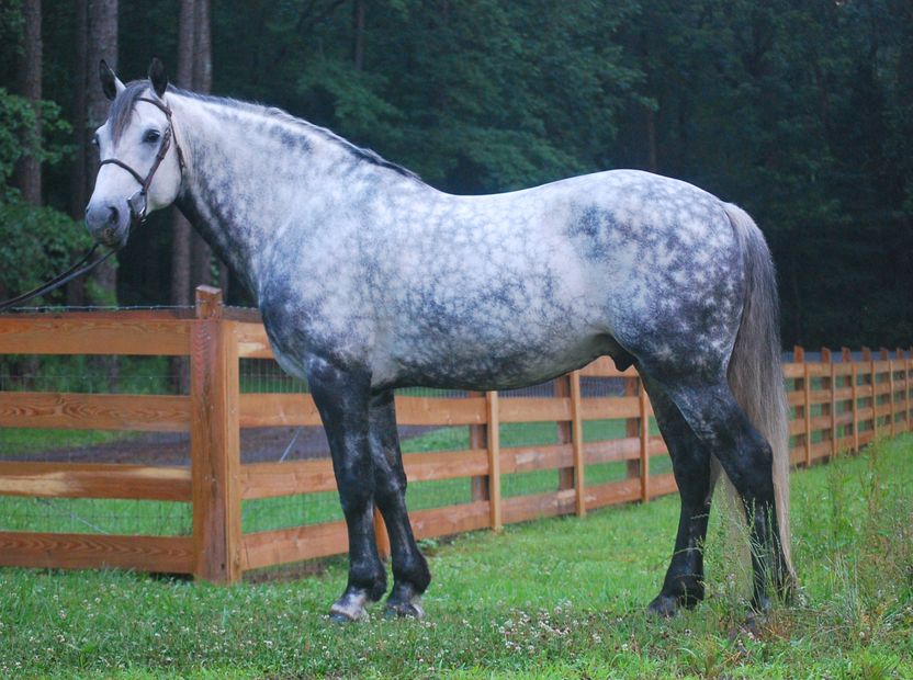 Our Stallion | Silver Lining Sport Horses