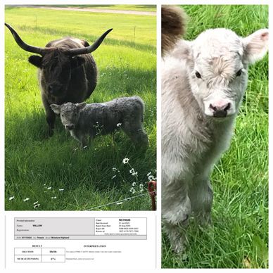 Available Mini Highlands