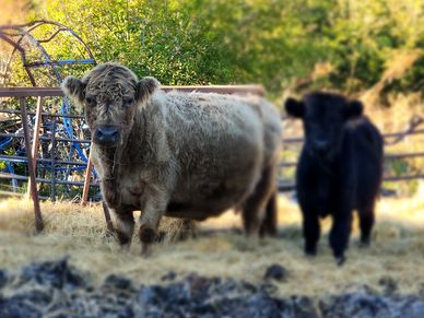 Available Mini Highlands