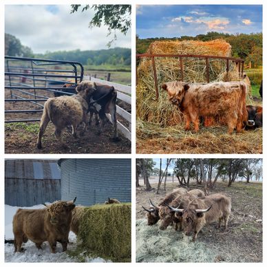 Available Mini Highlands