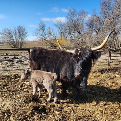 Available Mini Highlands