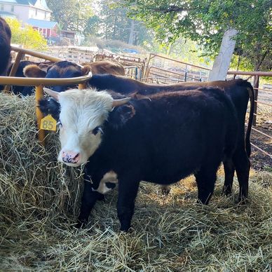 Available Mini Highlands