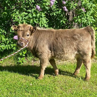 Available Mini Highlands