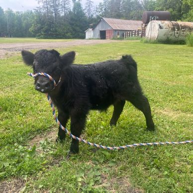 Available Mini Highlands