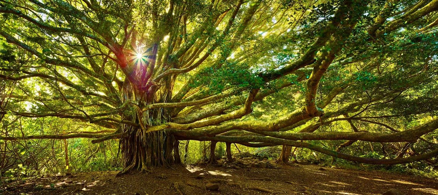 Greentree Solutions, LLC - Software for Attorneys, Consulting