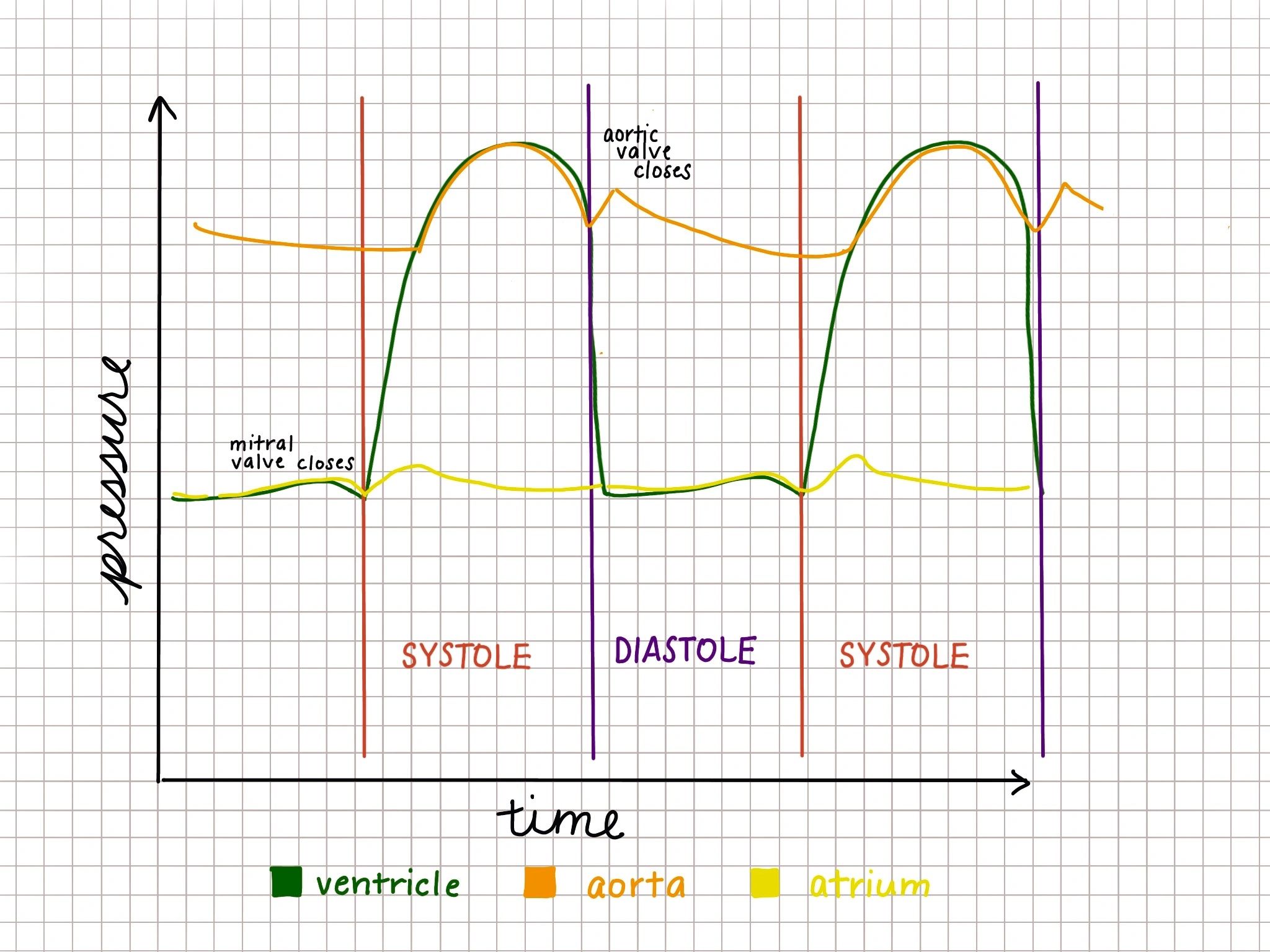 Episode 4: The Cardiac Cycle